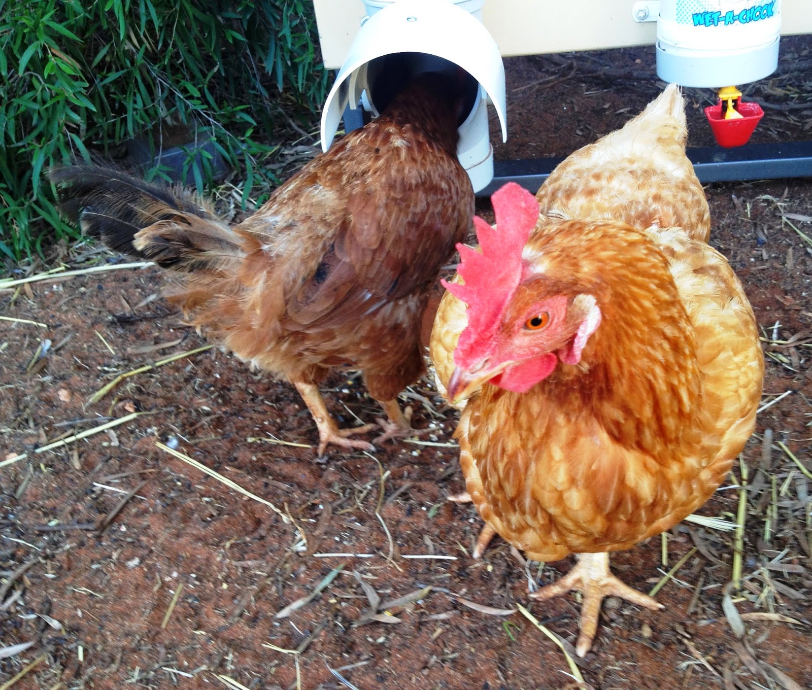 2 Happy Hens: Dine-A-Chook