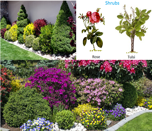 SHRUBS IN LANDSCAPING
