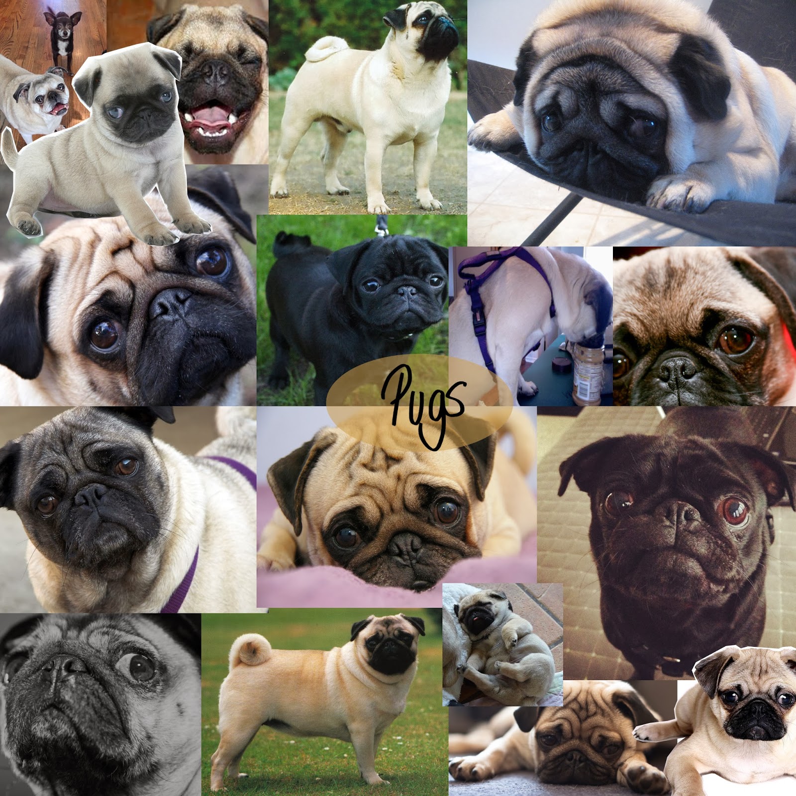 Animation Blog: [YEAR 2] Show Reel Development - Animal Character ...