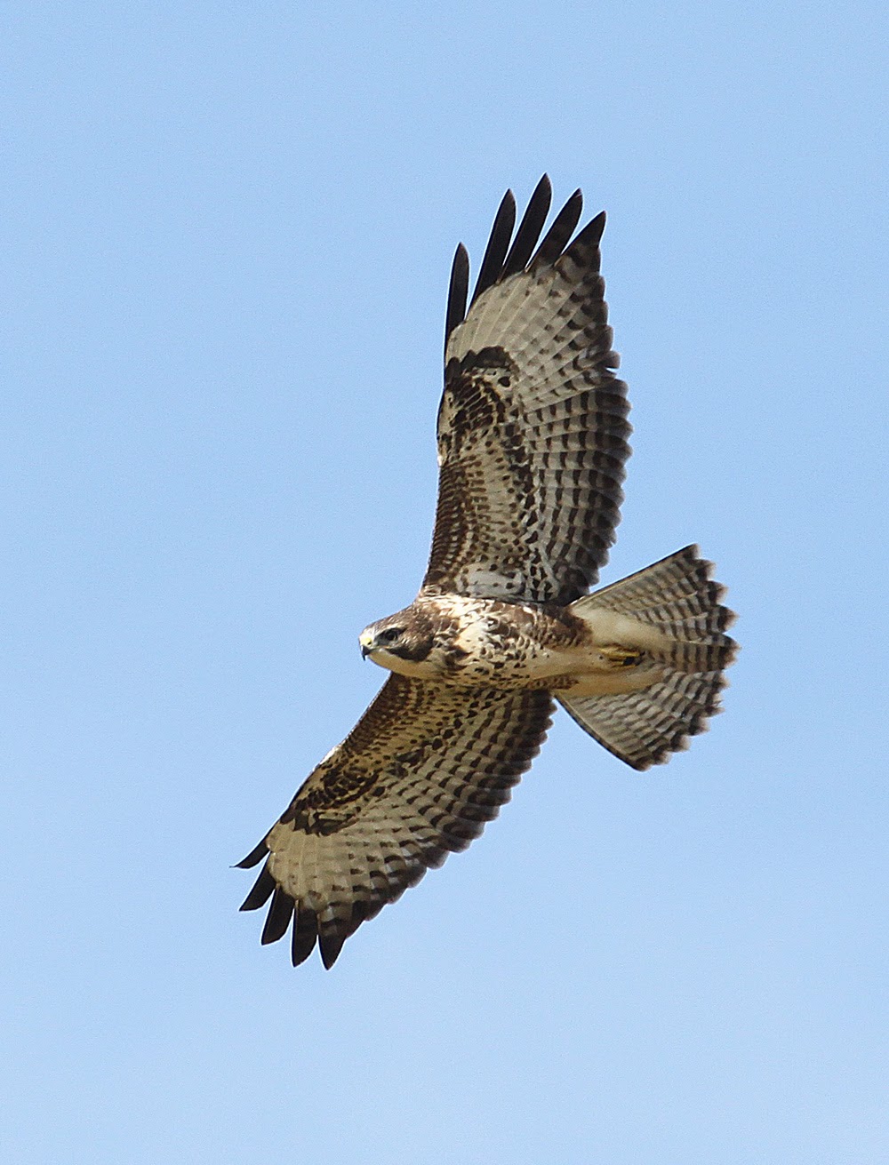 Another Bird Blog: Buzzards - Here we Go Again