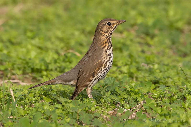 Kuwait Birding: The penultimate day of 2016