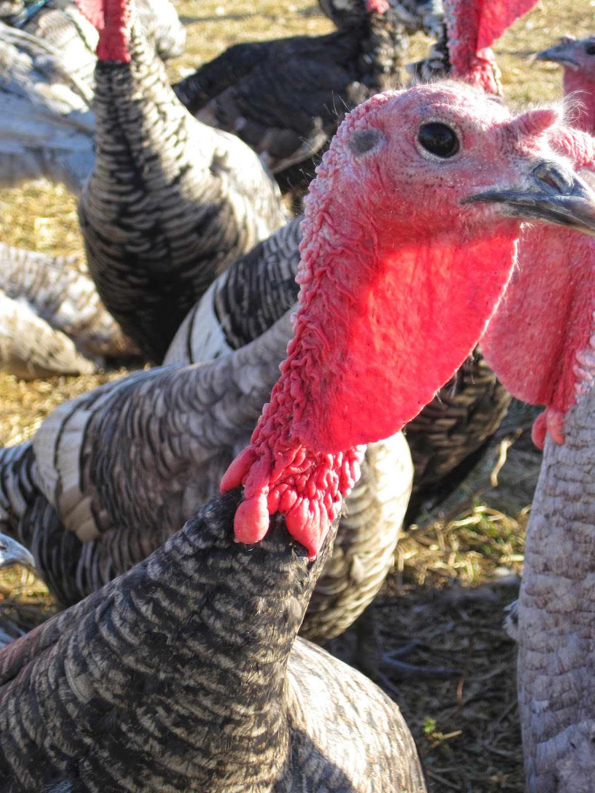 Elmwood Stock Farm's Organic Heritage Breed Turkeys: USDA Certified ...