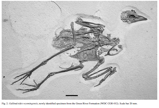Variety of Life: Pangalliformes
