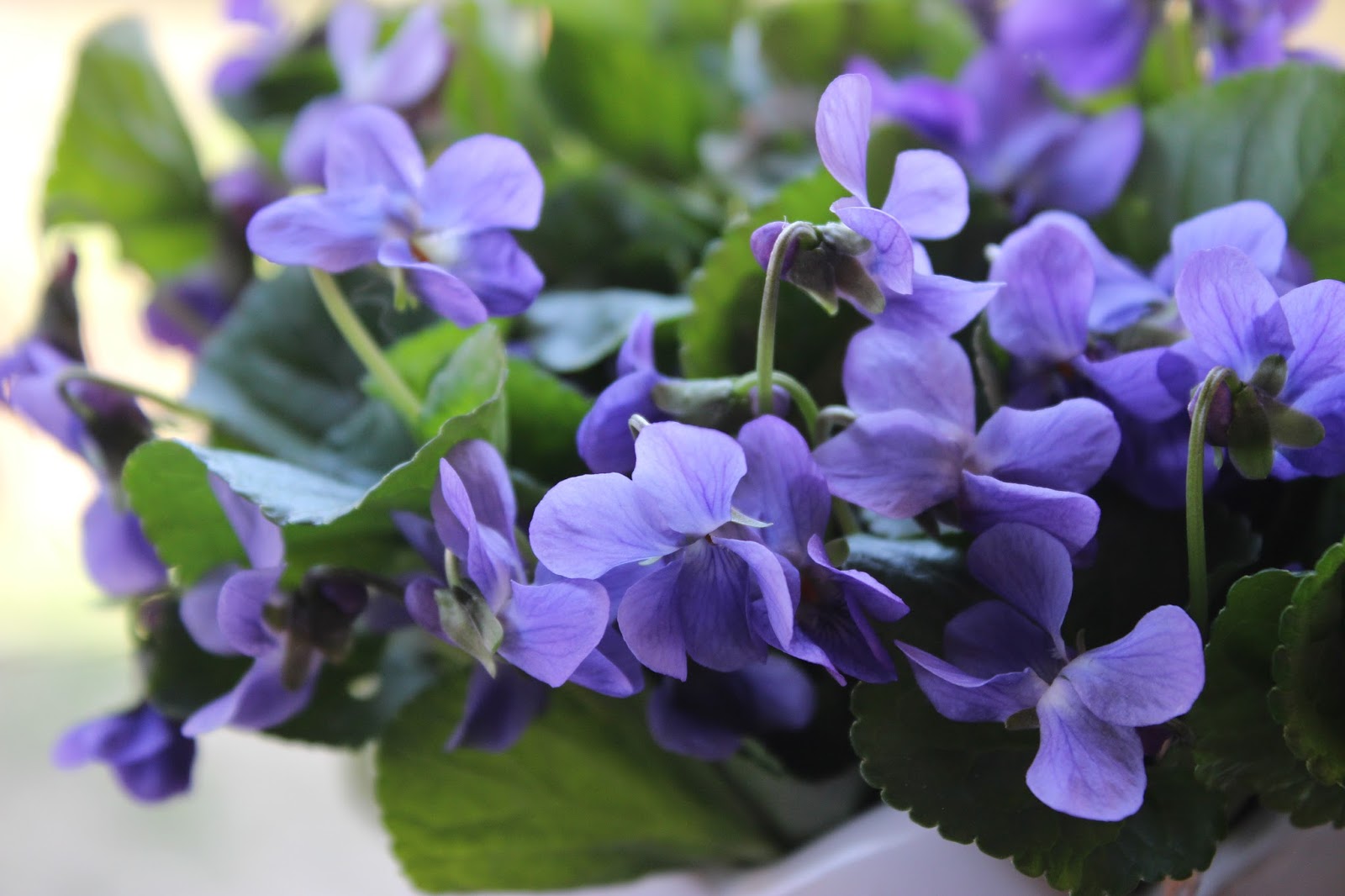 ATIZE - DIY, HOME, DESIGN : MED Z FIALIEK a KANDIZOVANÉ FIALKY,