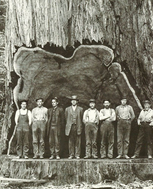 20 Vintage Photos of Lumberjacks Who Felled Big Trees Using Only Hand ...