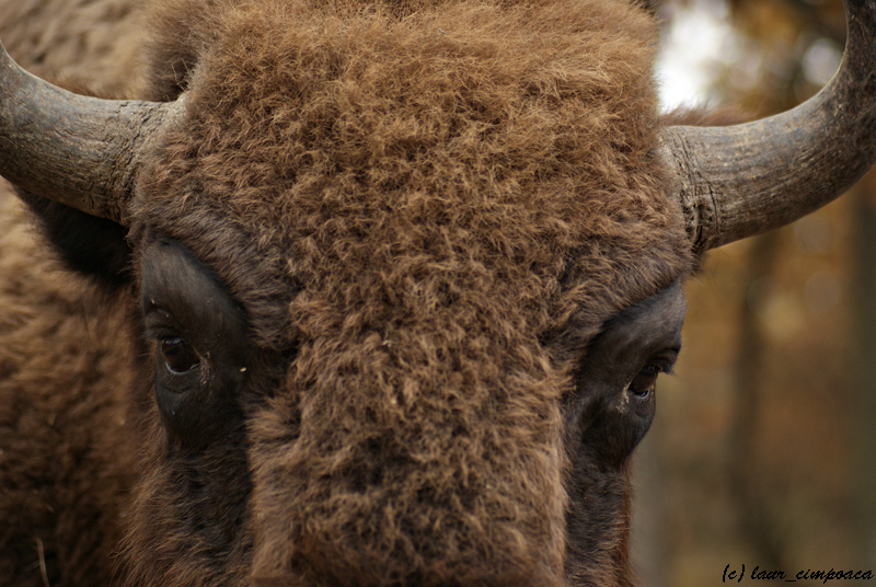 (c)Photography beyond words,poze,fotografii,photo from Romania: Zimbri ...