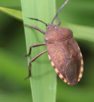 Kepinding Tanah (Scotinophara sp) hama yang perlu antisipasi