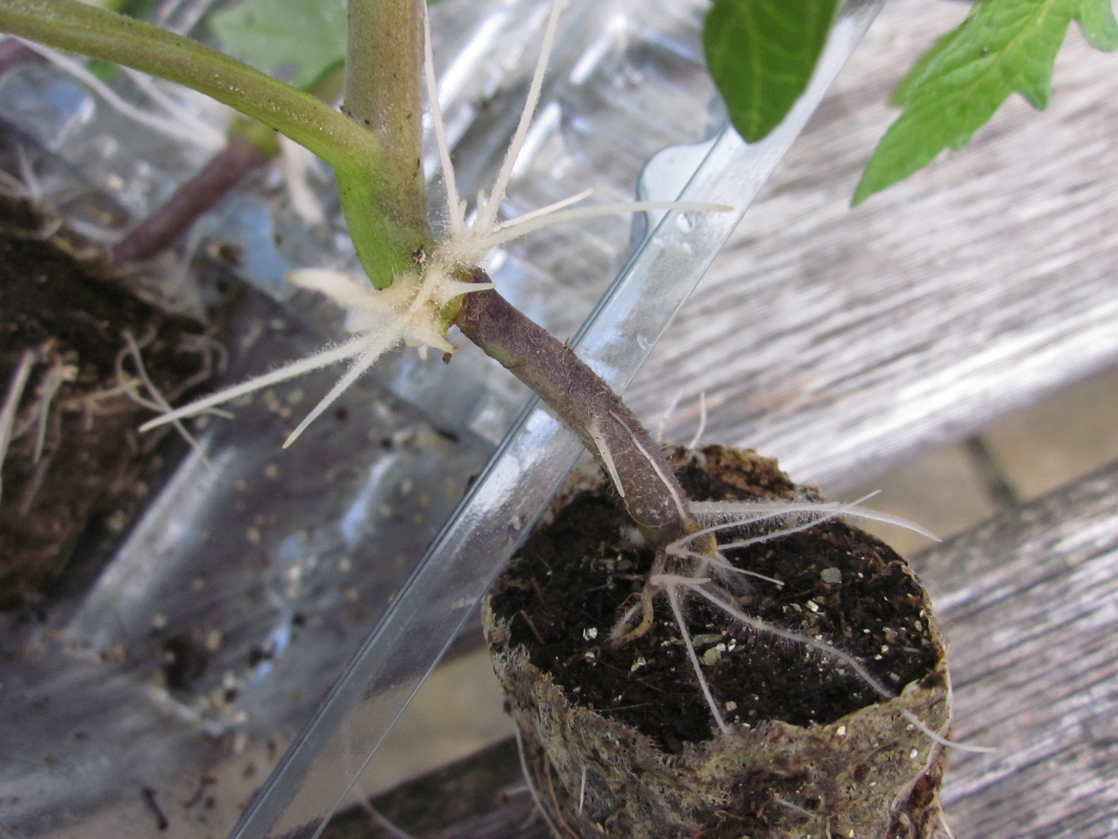 An Update on Grafted Tomatoes