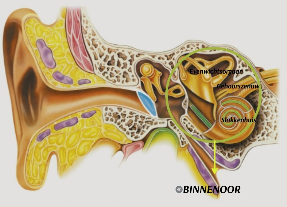 Het oor: Het Binnenoor
