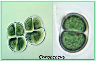 Media Belajar Online: Ganggang Hijau-Biru (Cyanophyta)