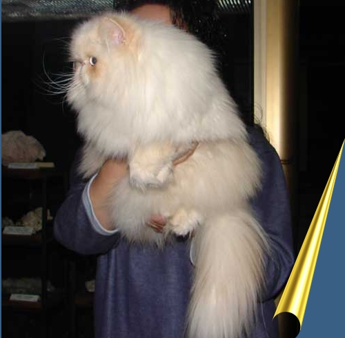 Pisicute de Rasa: pisicute persane de himalaya si birmaneze romanesti