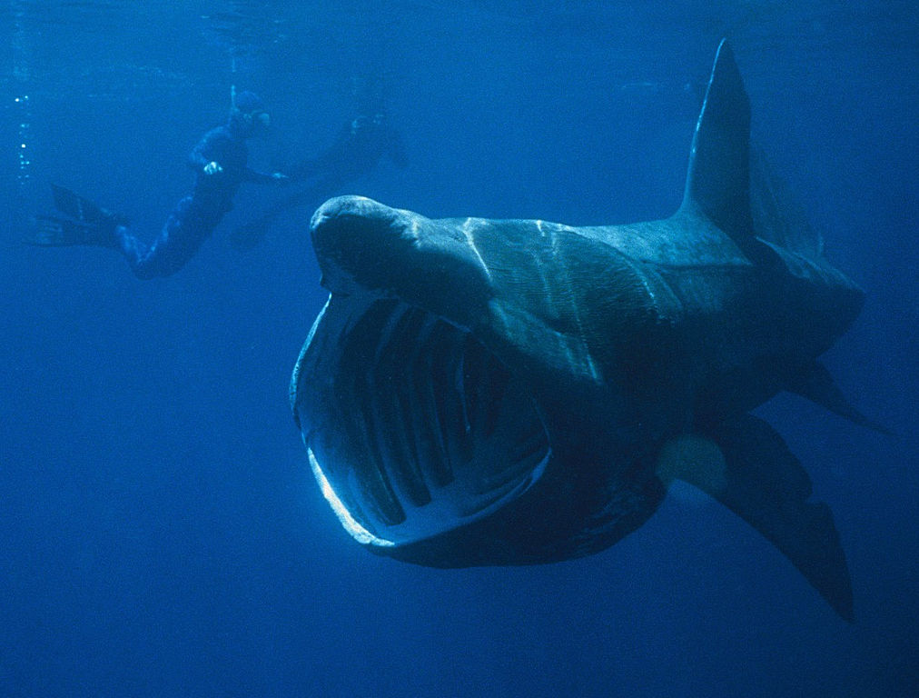 Real Monstrosities: Basking Shark