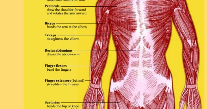 Parts and Function Of Human Body System