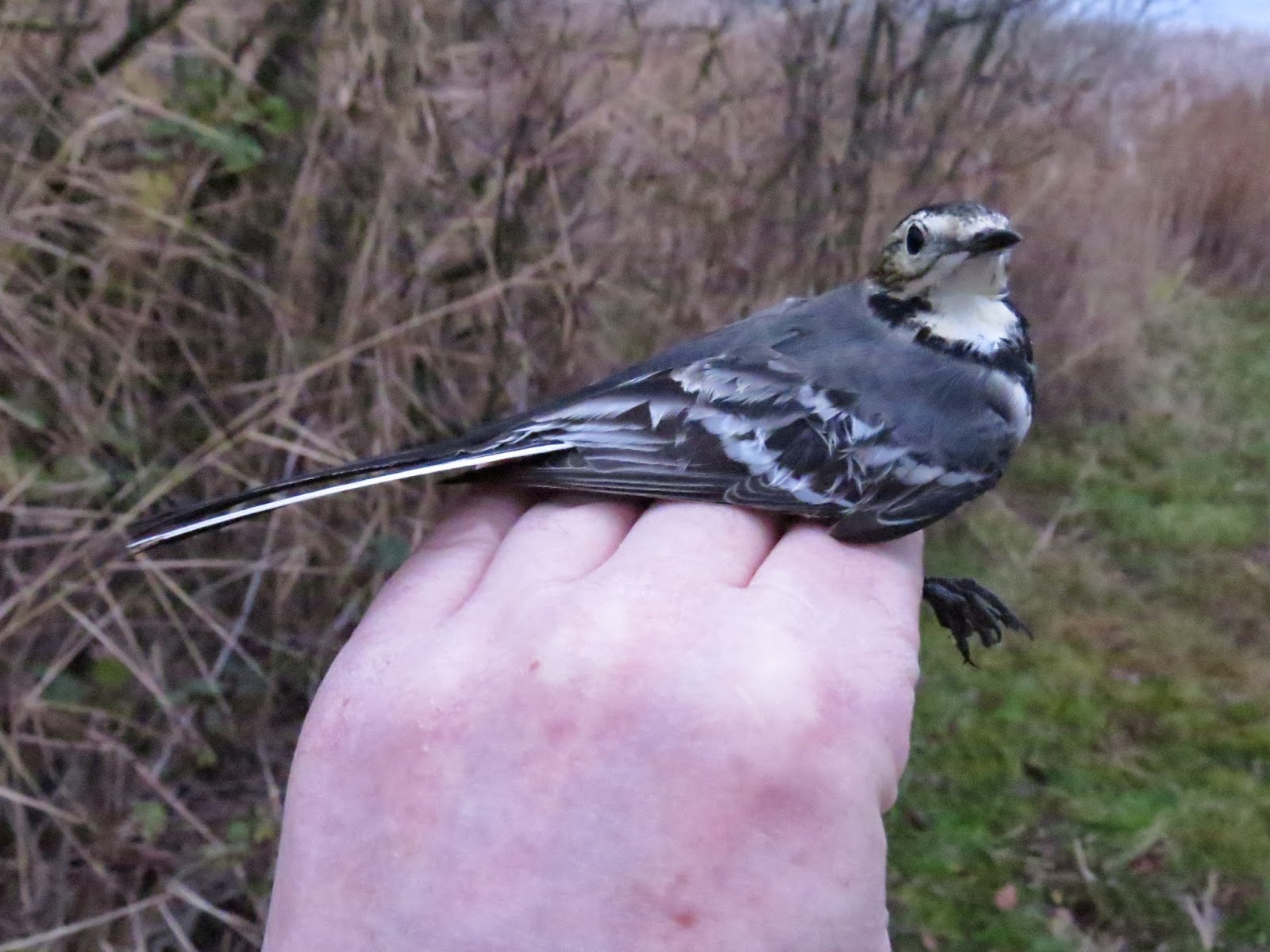 The Hairy Birder: A Few More Wagtails