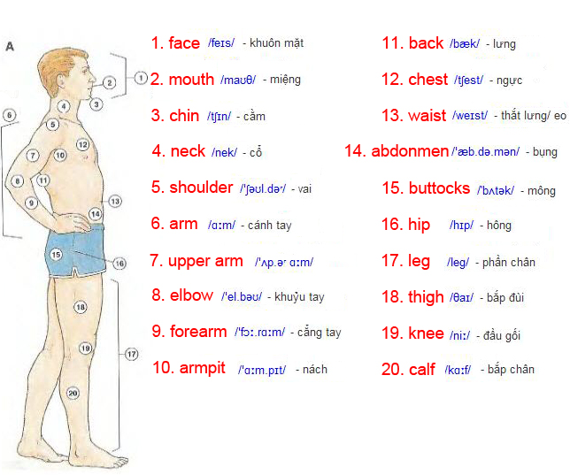 Học từ vựng bằng hình ảnh: 4.Human body