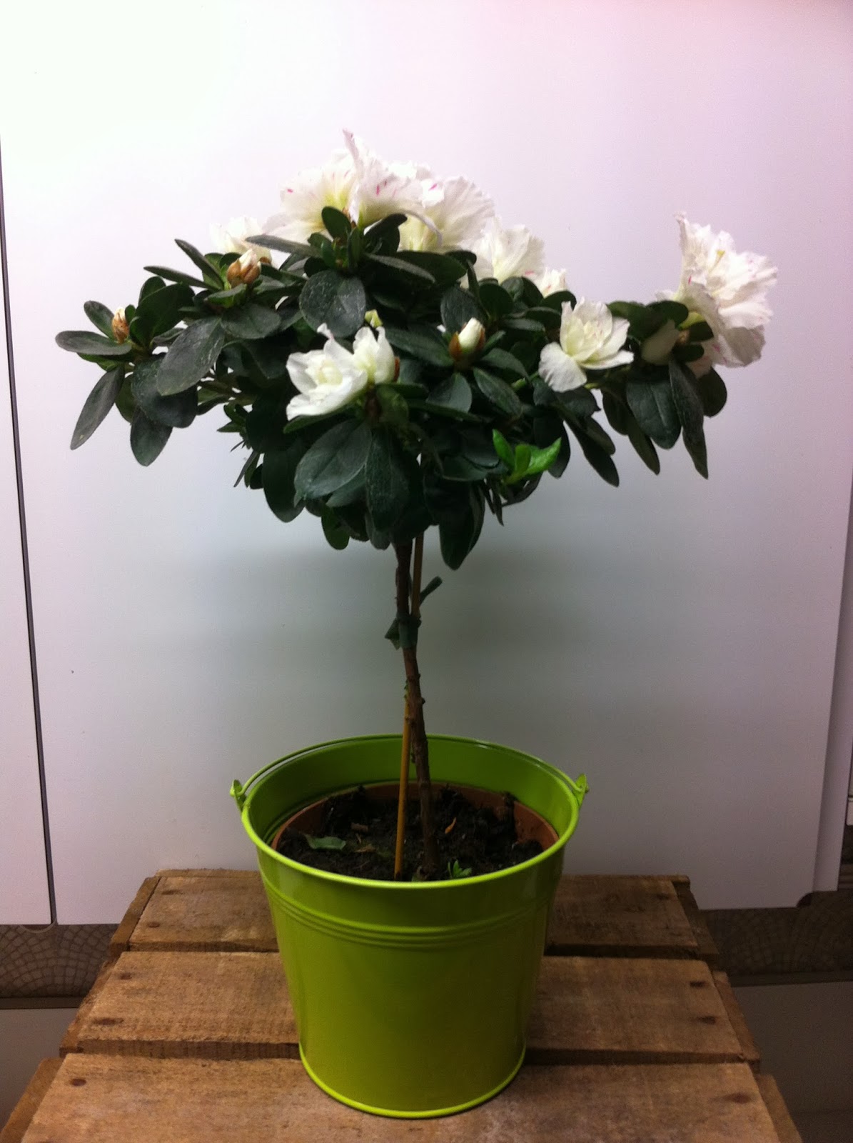 Fleuriste Isabelle Feuvrier: L'azalée by EM (origine, entretien ...