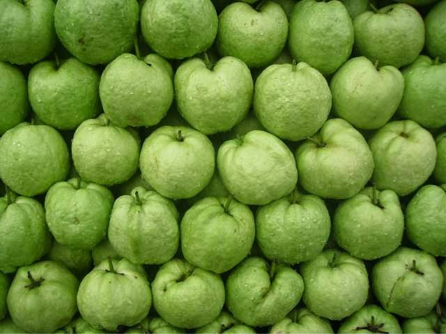 Budidaya Jambu Mutiara ~ SUMBER INFORMASI DUNIA USAHA