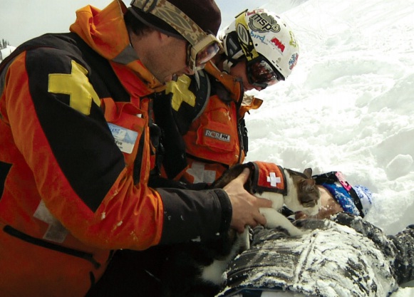 GOER: Noticias: CARCA. Felinos al rescate?