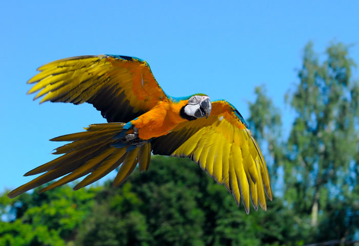 ANIMALES VOLADORES ~ ANIMALES