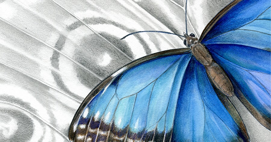 Draw the Beauty of Nature with Mindy Lighthipe: Wildlife Art Insect ...