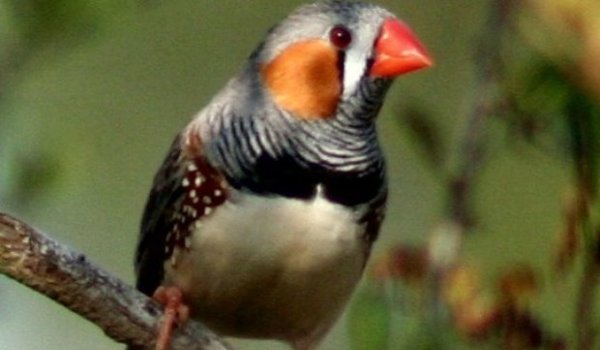 Exotic Birds: Totul despre Zebre Australiene