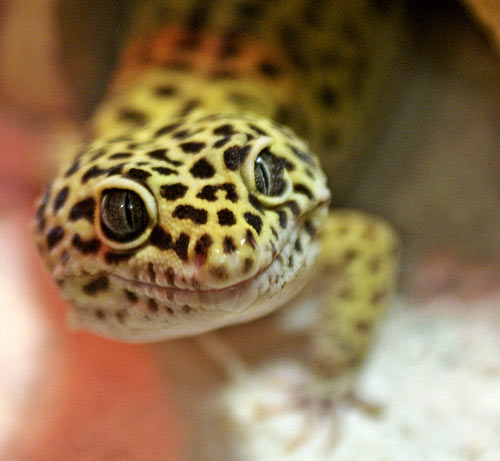 ezhan-artwork: Bila Haiwan Tersenyum Riang