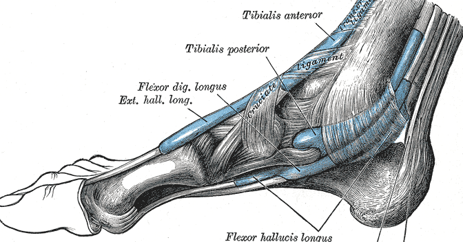 Fisio-Notizie: Il muscolo flessore lungo dell'alluce