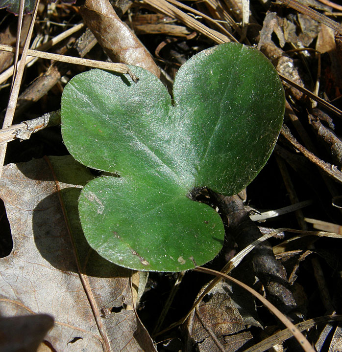 Anybody Seen My Focus?: Hepatica nobilis var. obtusa (Round-lobed Hepatica)
