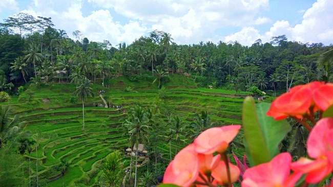 Blog of Rosanna Simanjuntak: Sensasi Menikmati Eksotika Sawah ...