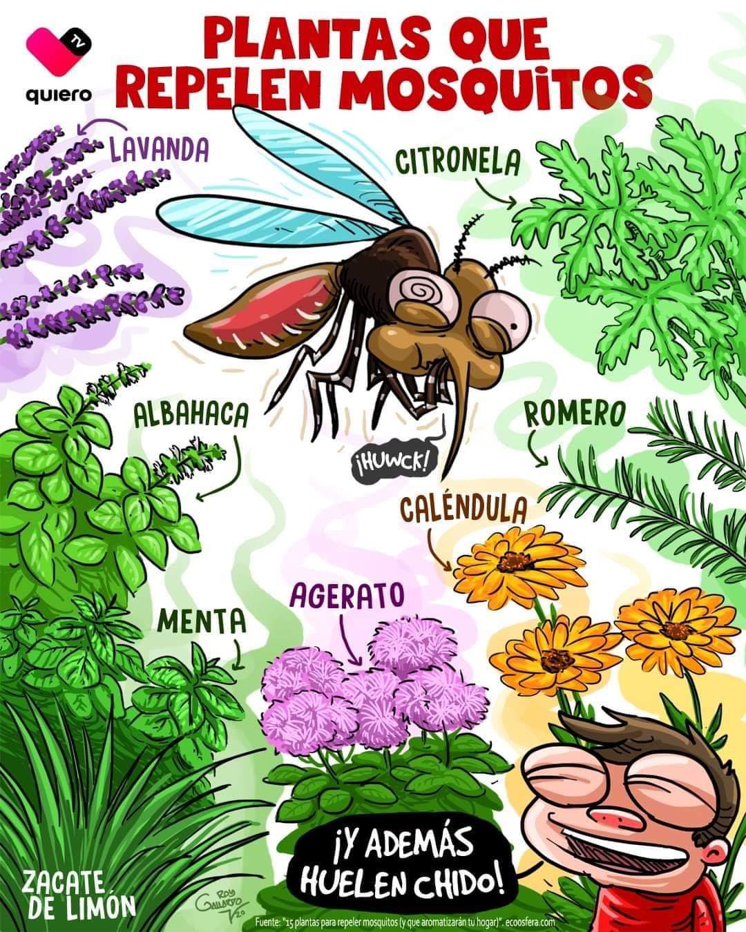 Plantas que repelan los mosquitos