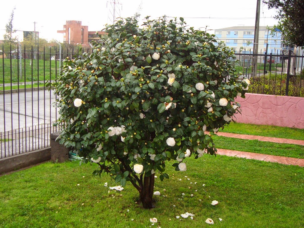 Asociación de Vecinos de Celoriu "La Hoguera": LOS CAMELIOS