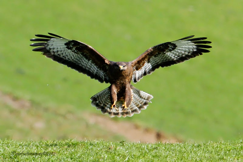 The history of Lebanon: WILDLIFE