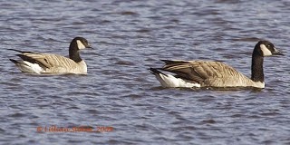 STOKES BIRDING BLOG: How to ID a Cackling Goose, it looks like a small ...