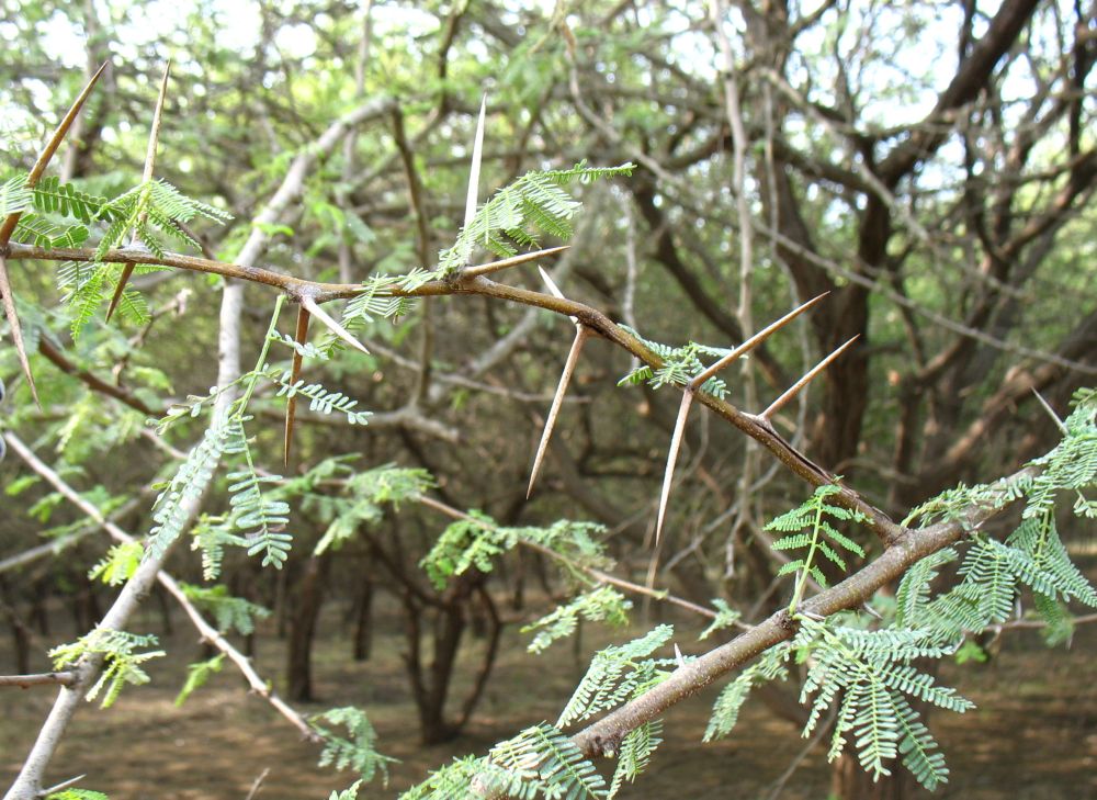 Acacia Arabica