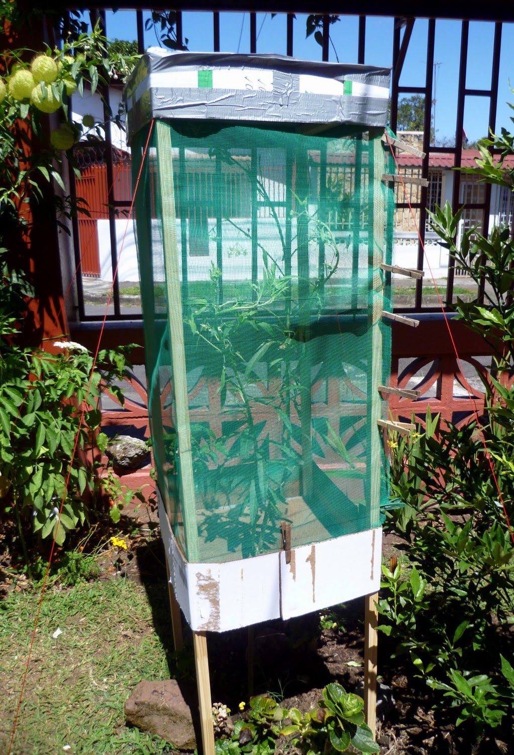 Lepidóptera 10º Norte: Mariposario personal