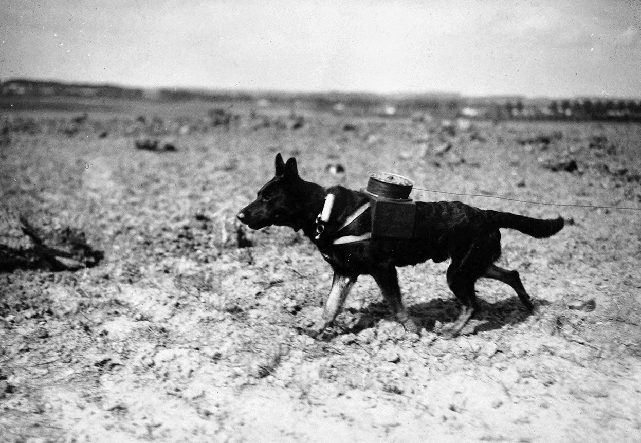 Black and White Pictures of Animals in World War I ~ Vintage Everyday
