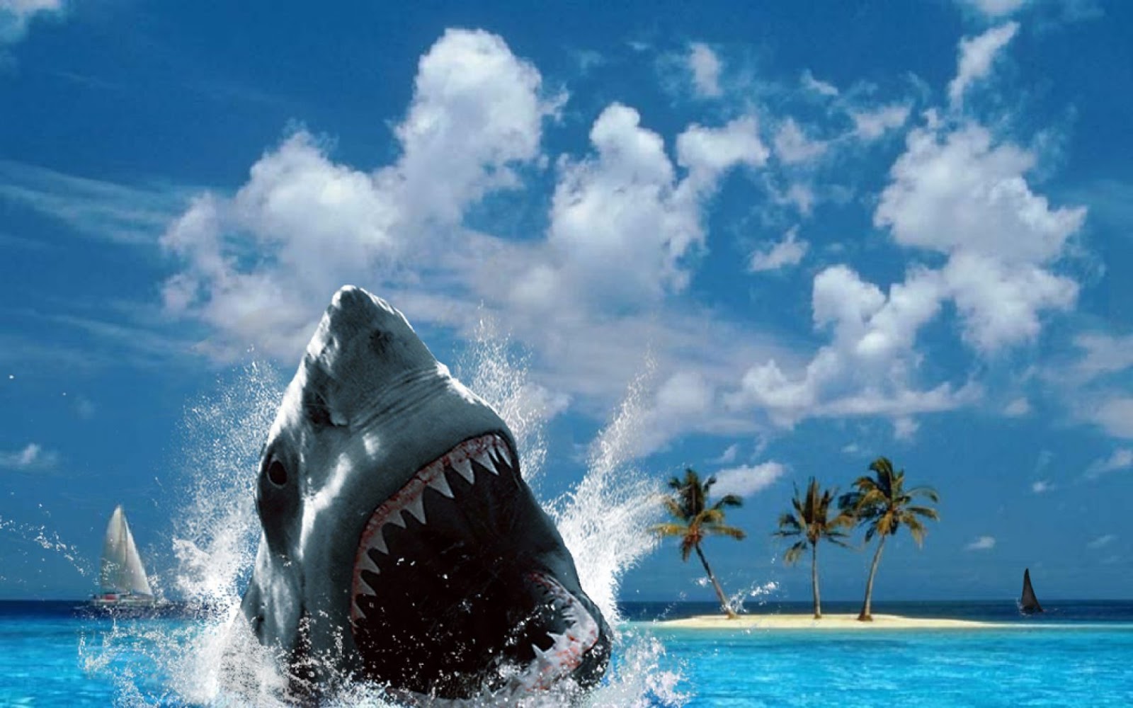 Me Encanta la Playa : Estas son las playas donde hay tiburones