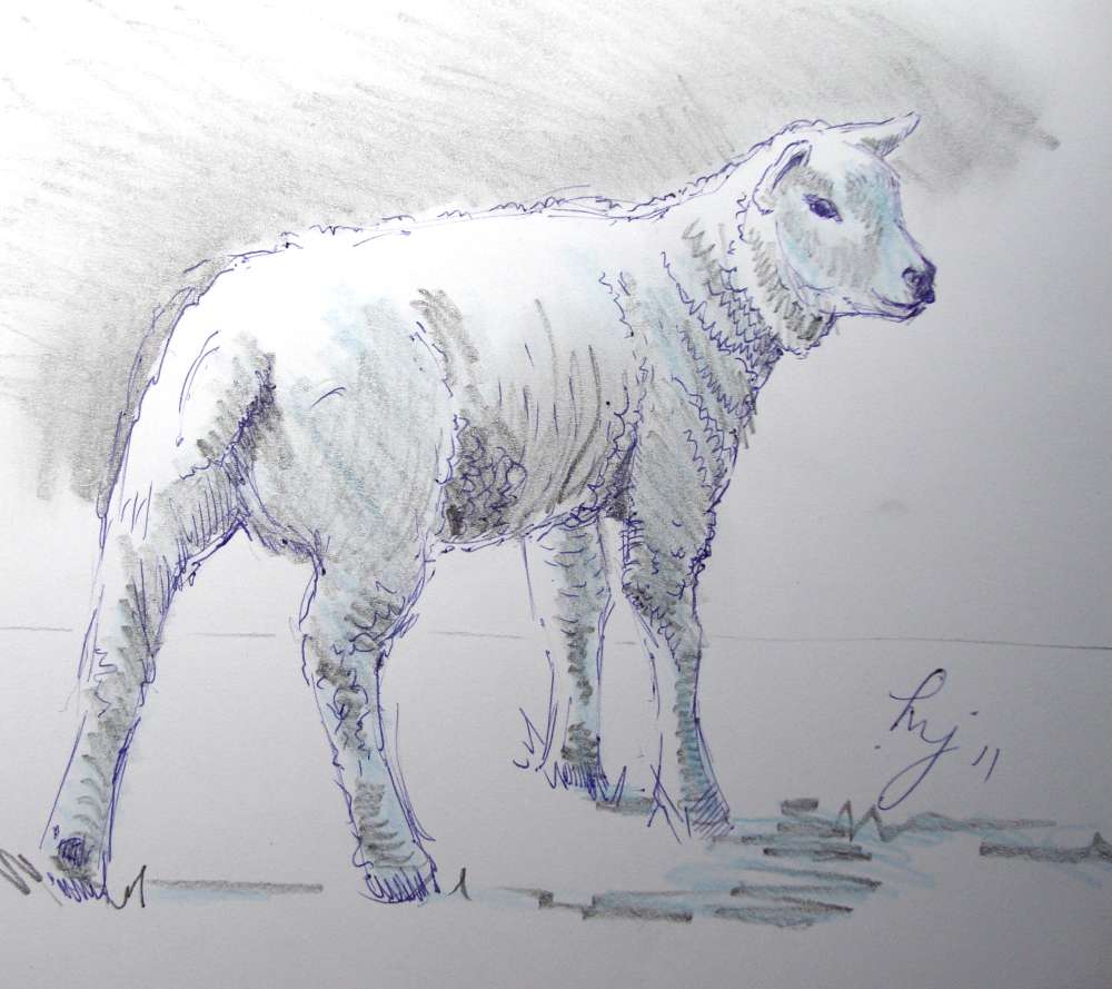 Art by Mike Jory: Sketchbook Lamb Sketch