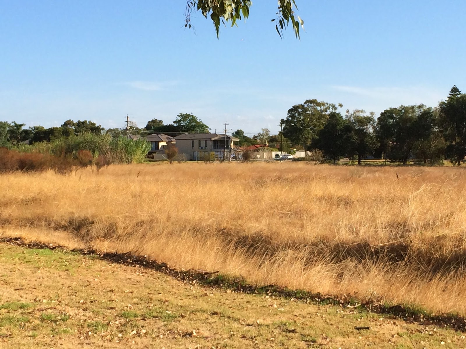 The Thornlie Blog: Hester Park