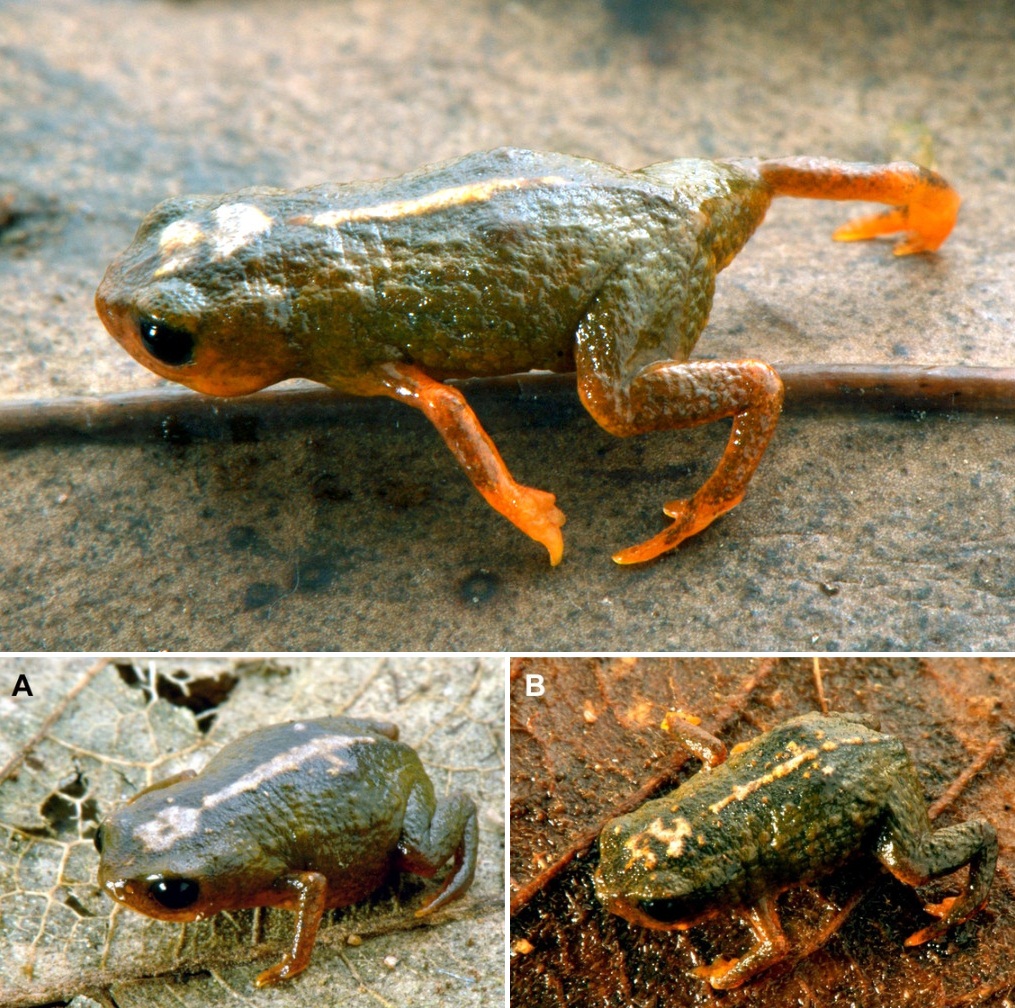 Species New to Science: [Herpetology • 2016] Brachycephalus ...