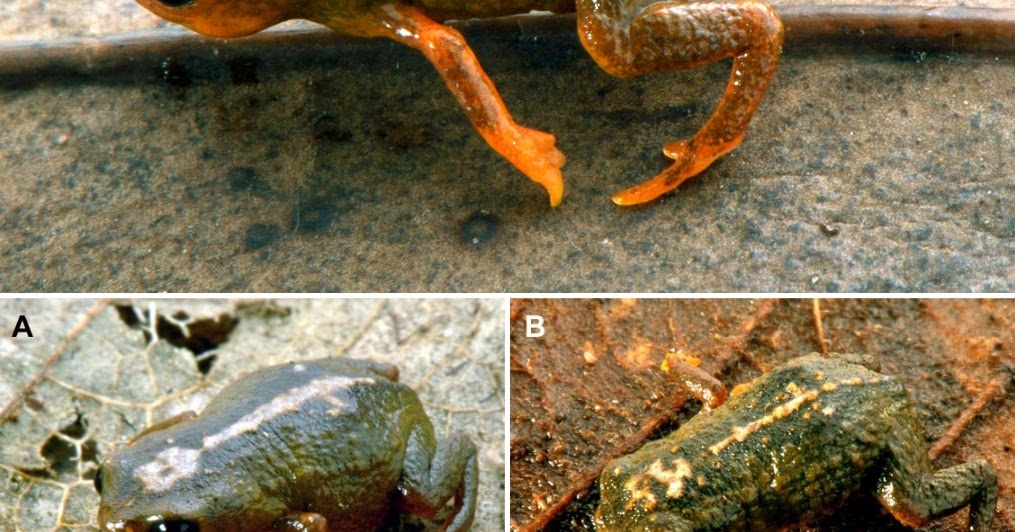 Species New to Science: [Herpetology • 2016] Brachycephalus ...