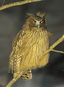 AccessJ: 5 Types of Predatory Birds in Japan