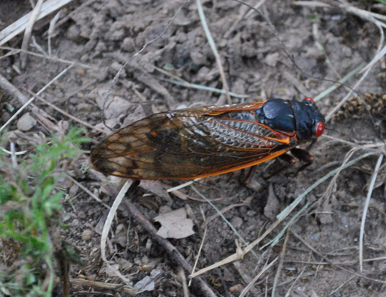 Walnut Grove Farm: Invasion of the... Cicadas