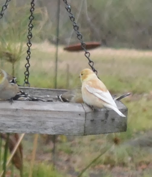 Along Slap Out Gully: Albino goldfinch pays a visit, I think