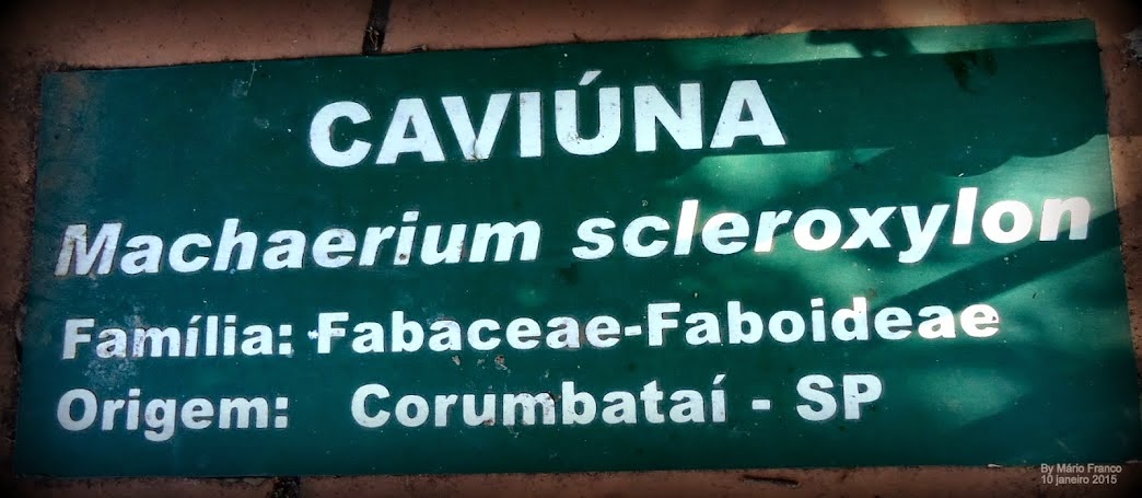 Meu Cantinho Verde: CAVIÚNA - ( Machaerium scleroxylon )