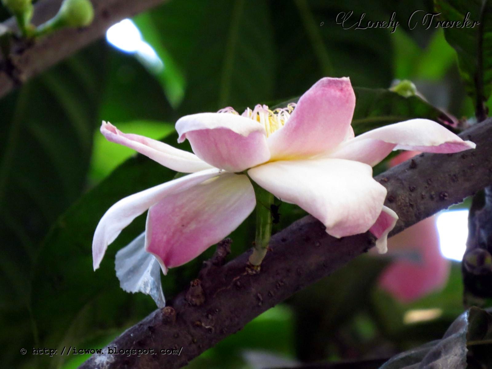 Majestic Heaven Lotus - Gustavia augusta