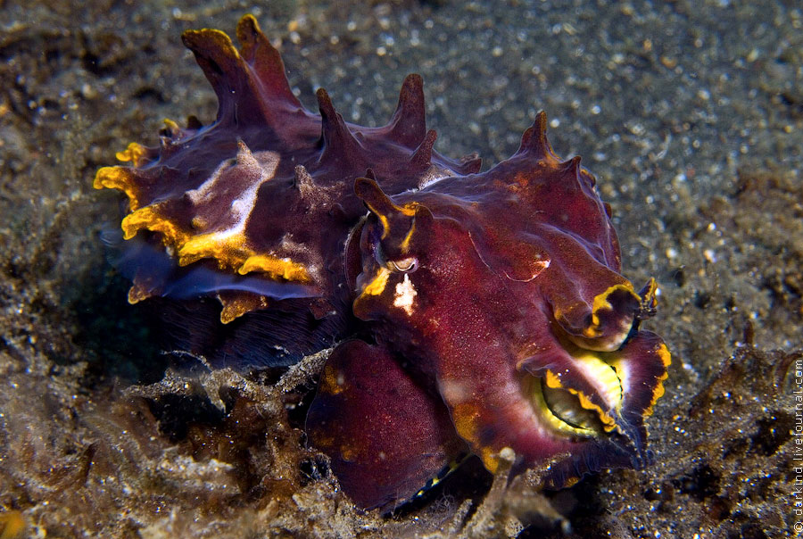 Curiosidades del Mundo: Curiosas fotos de peces raros Nº2.