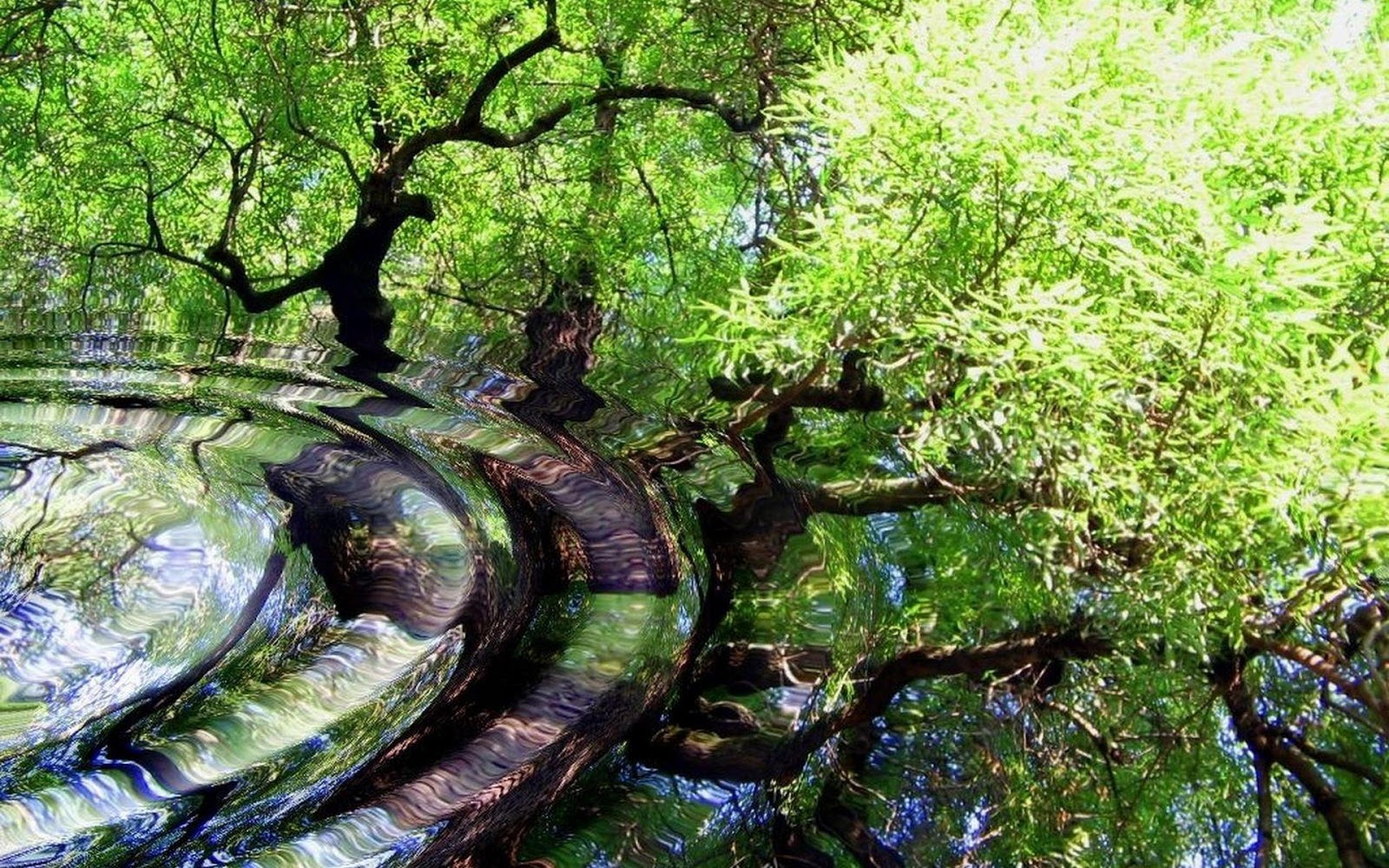 HD COMPUTER WALLPAPERS FOR FREE: Nature HQ Wallpapers 1920x1200