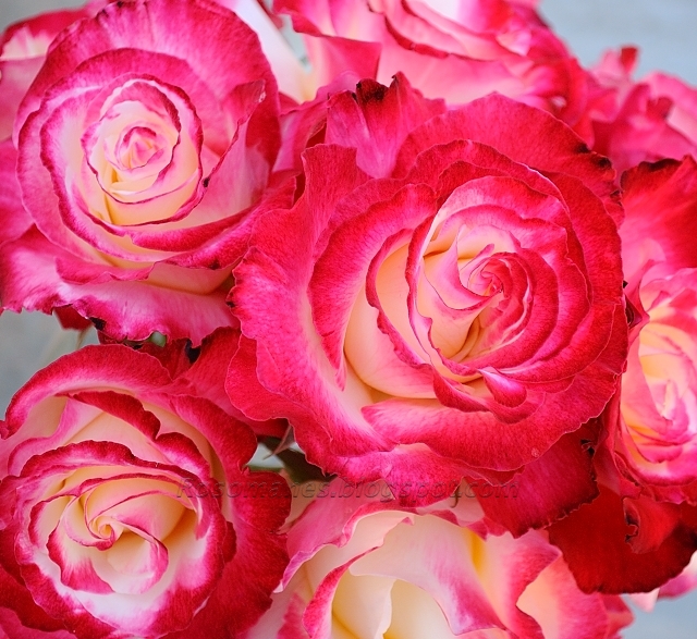 A Rose is a Rose...: Eye Candy - Before the Storm