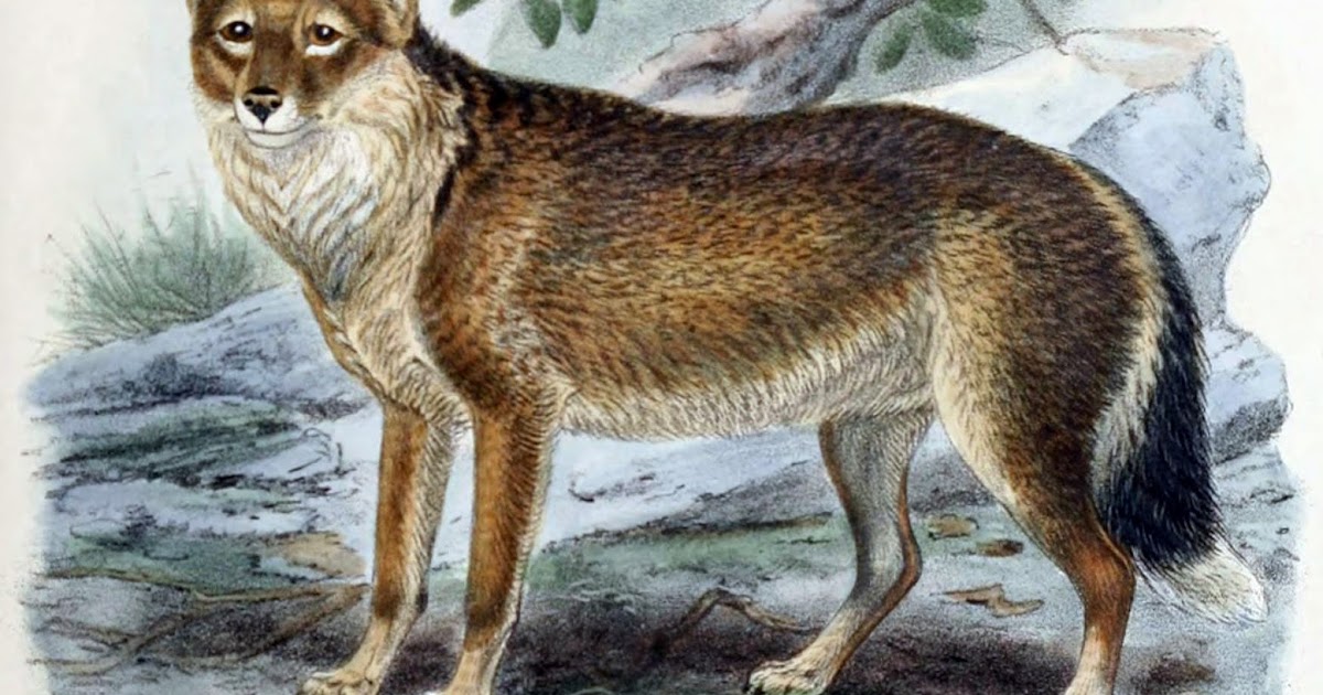 Abe's Animals: Recently extinct foxes